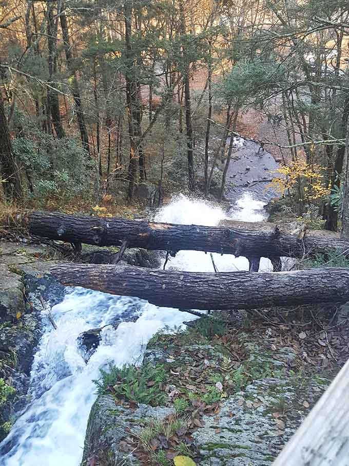 Fallen logs frame the cascading water like nature's own picture frame, perfectly imperfect and absolutely stunning.