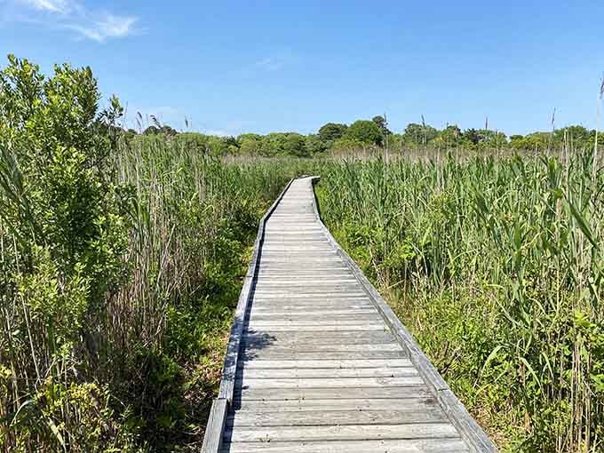 A wooden boardwalk stretches through emerald wetlands where nature writes its own peaceful story every day.