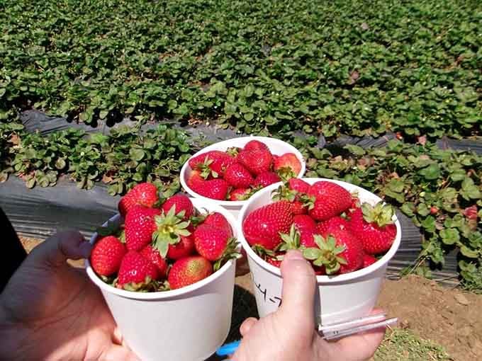 Three buckets overflowing with ruby-red perfection represent about forty-five minutes of happy hunting and zero regrets whatsoever.