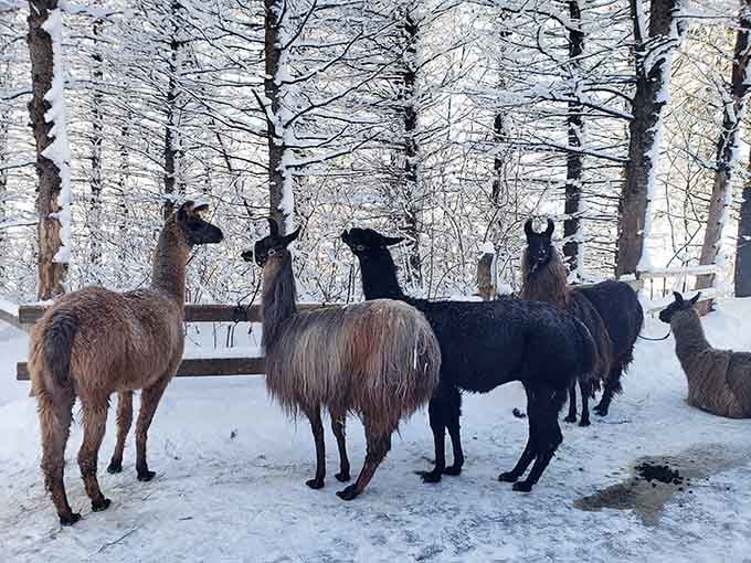 The herd gathers for their winter portrait, looking like they just stepped out of a Narnia movie.