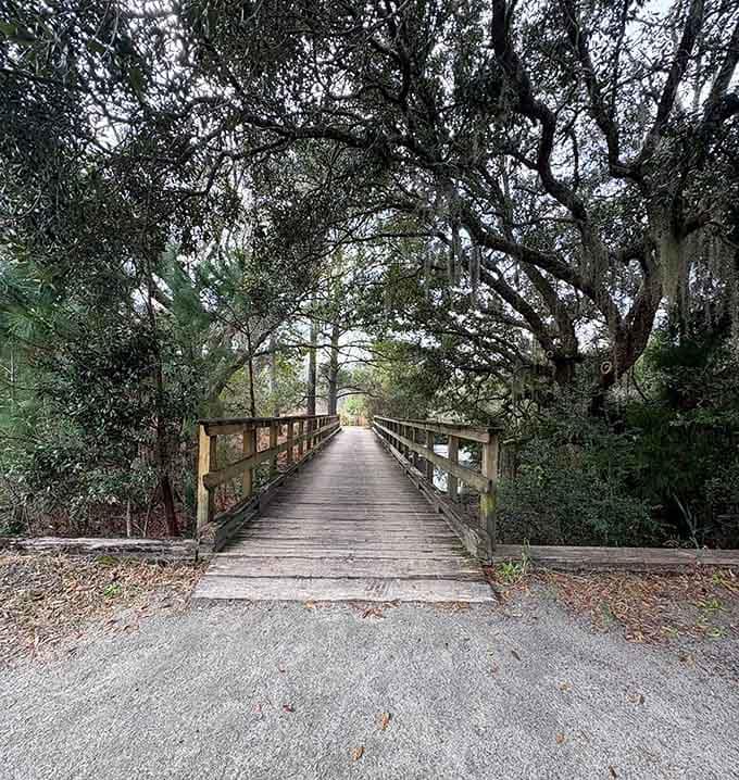 The bridge stretches into a tunnel of live oaks, inviting you to cross into what feels like another world entirely.