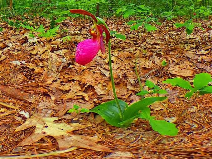 Even the wildflowers here understand the assignment: look impossibly beautiful in the most unexpected places.