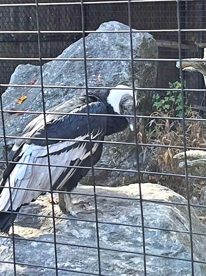 The Andean condor strikes a pose that would make any fashion photographer weep with professional envy.