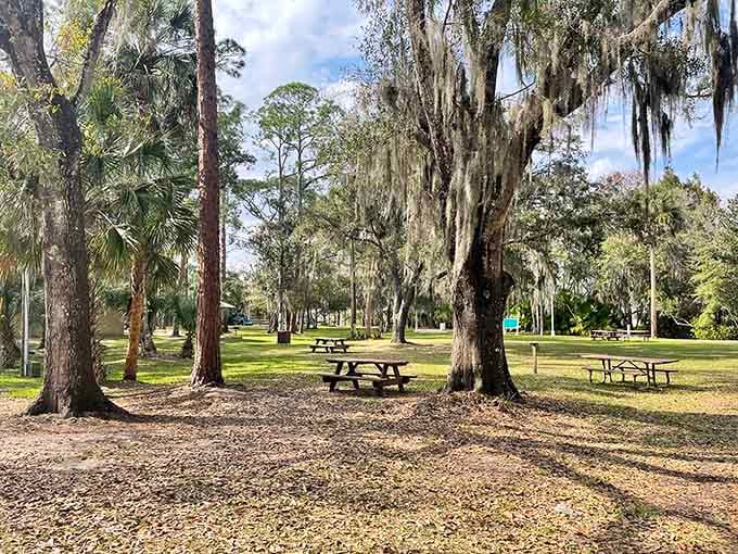 Kings Bay Park provides shaded picnic spots under ancient trees, perfect for lunch without the tourist trap markup.