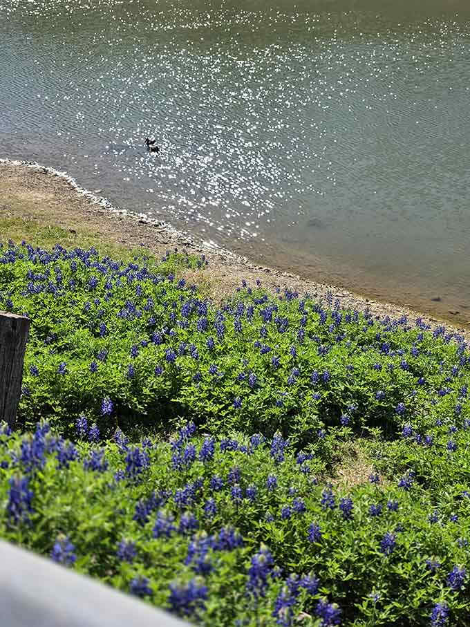 Bluebonnets meeting crystal-clear water is the Texas crossover episode we didn't know we desperately needed until now.