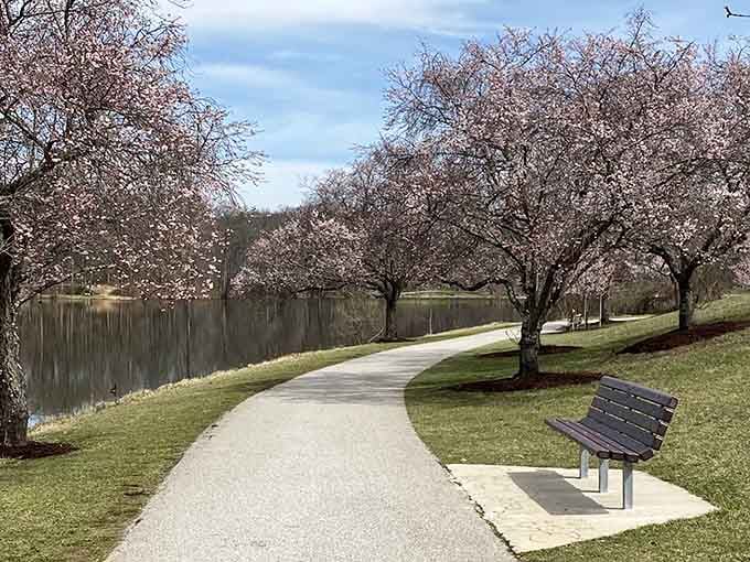 Cherry blossoms frame the walking path like nature decided to show off, and honestly, who can blame her for the display?