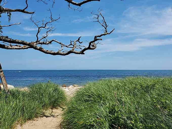 Wind-sculpted branches frame the perfect postcard view, where emerald dunes meet sapphire waters in stunning harmony.