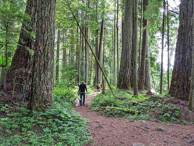Walking among giants makes your daily worries shrink faster than wool socks in a hot dryer.
