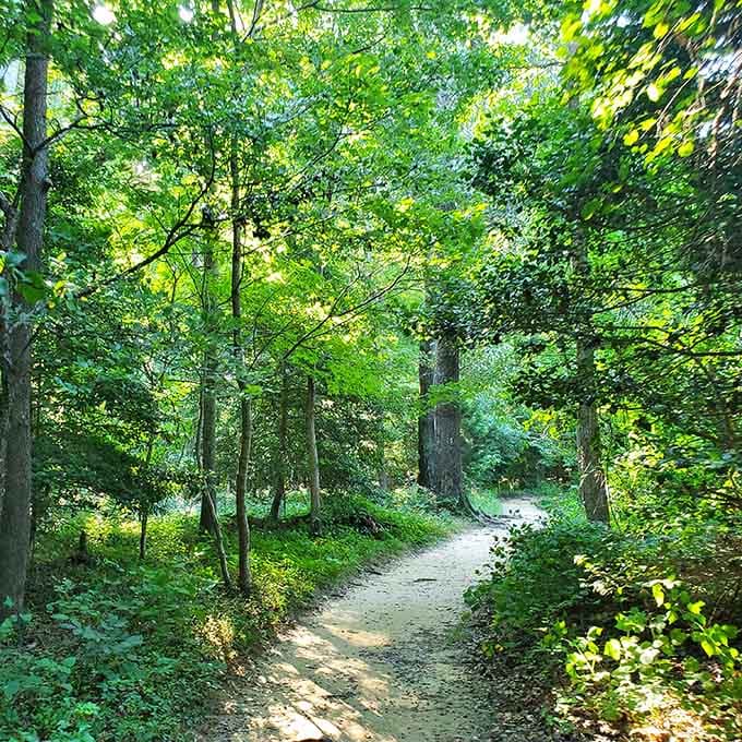 The trail winds through Virginia woods like a choose-your-own-adventure book, except the ending is always fossils and wonder.