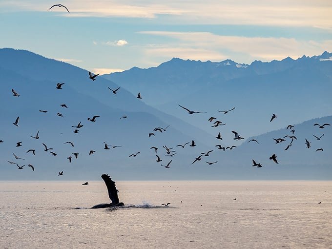 When whales breach with mountains behind them, Mother Nature is clearly just showing off her entire portfolio at once.