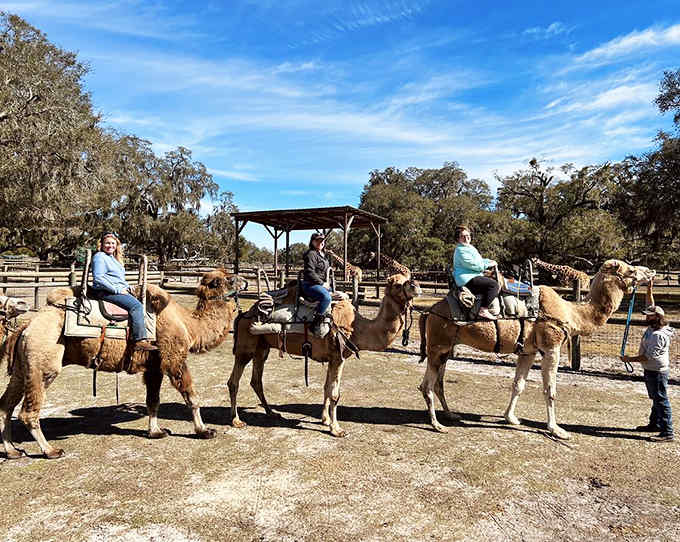 Visitors ride camels across Florida terrain, because apparently your bucket list needed another item checked off.