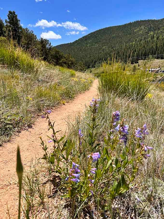 Purple wildflowers lining your path like nature's own welcome committee&mdash;now that's mountain hospitality you can't beat.