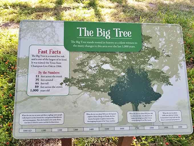 Fast facts don't lie: this tree has been standing here longer than your entire family tree combined.
