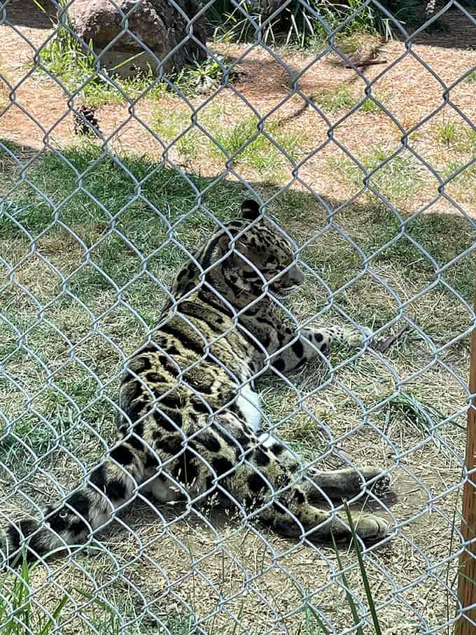 Clouded leopards are nature's proof that camouflage can be both functional and absolutely stunning to look at.