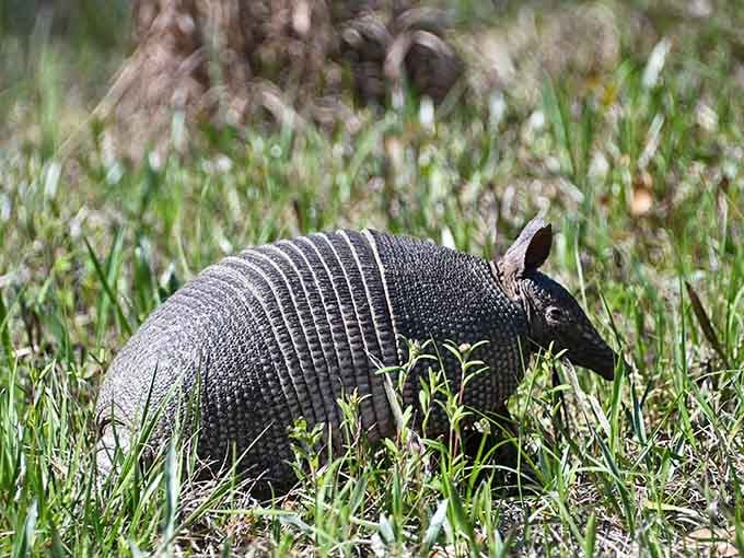 Armadillos waddle through like tiny armored tanks on a very important mission they'll never explain to you.