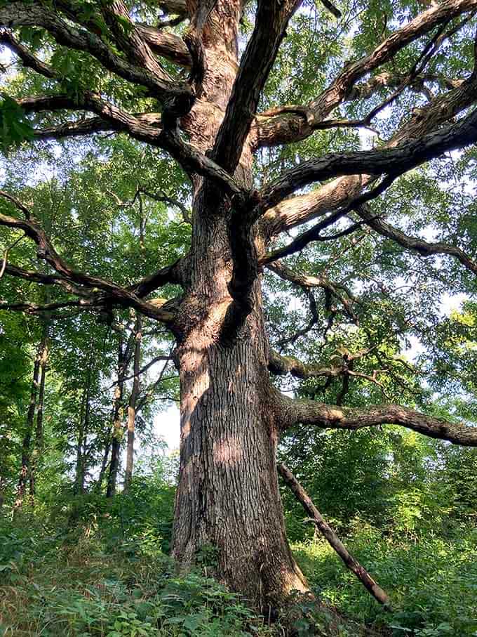This magnificent oak has seen more seasons than all your favorite TV shows combined, and then some.