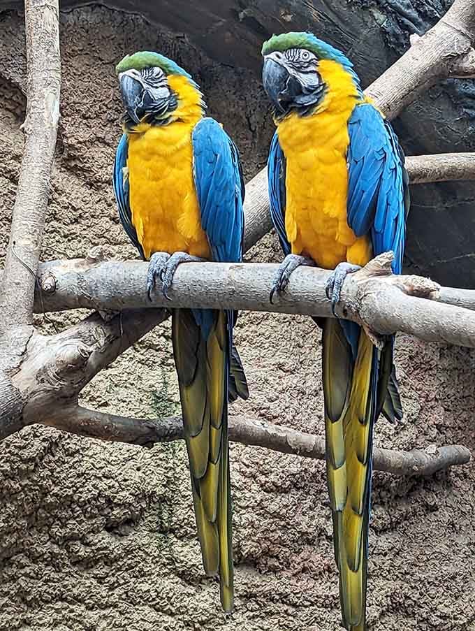 These macaws are dressed better than most people at a tropical wedding, and they know it.
