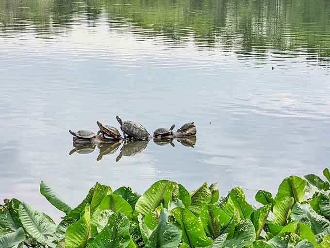 Turtles practicing their synchronized sunbathing routine, clearly auditioning for nature's next reality show competition.