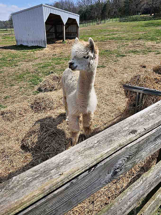 This alpaca's hairdo is giving serious 1980s rock band vibes, and it's absolutely working for them.