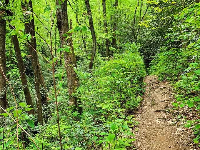 The trail to paradise looks suspiciously like a regular forest path, which is exactly how South Carolina keeps its secrets.