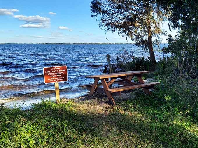 Lake June in Winter Scrub Preserve: where you can finally hear yourself think without traffic drowning out nature.