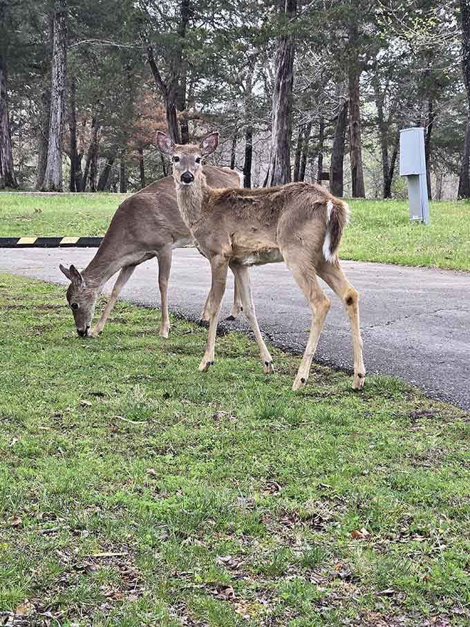 The local welcoming committee showing up to check if you brought any snacks to share.