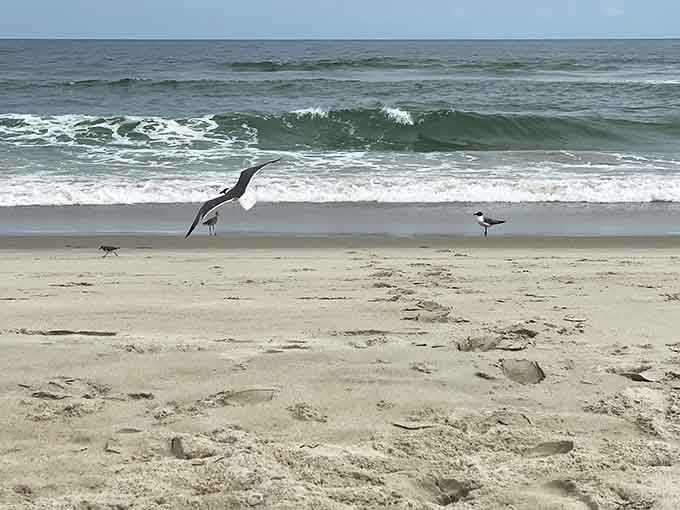 Even the local birds know this beach is worth the trip, and they live here year-round.