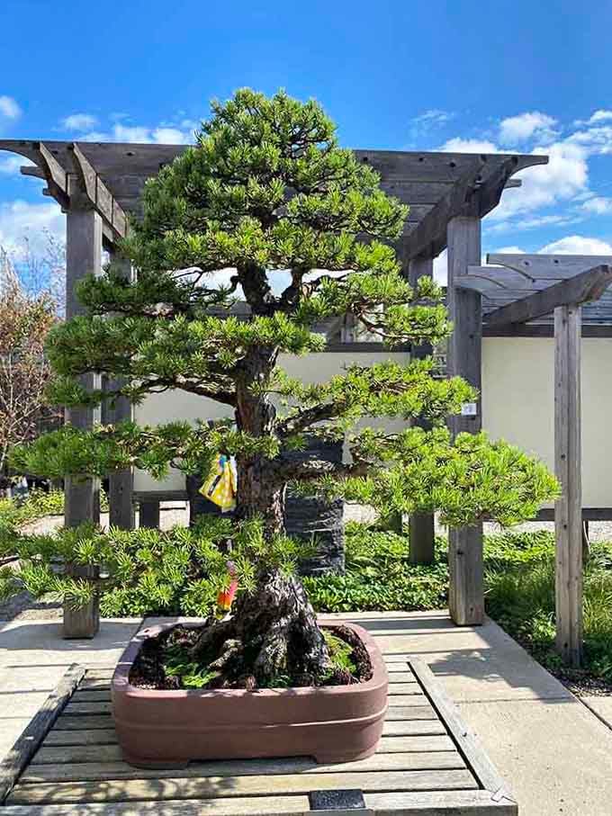 This bonsai has more character in one branch than most trees have in their entire existence.
