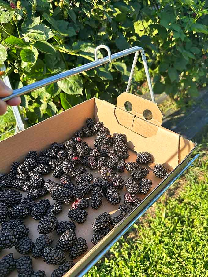 Fresh blackberries so plump and perfect they make store-bought varieties look like distant, disappointing cousins.