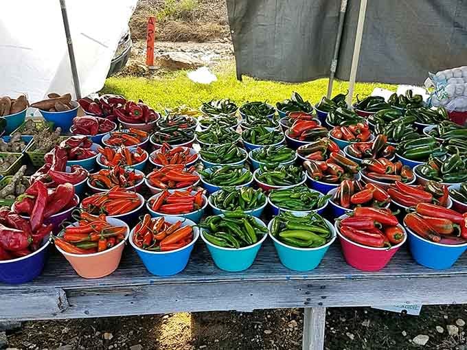 Fresh peppers arranged in vibrant buckets create a rainbow that would make any gardener or cook downright giddy.