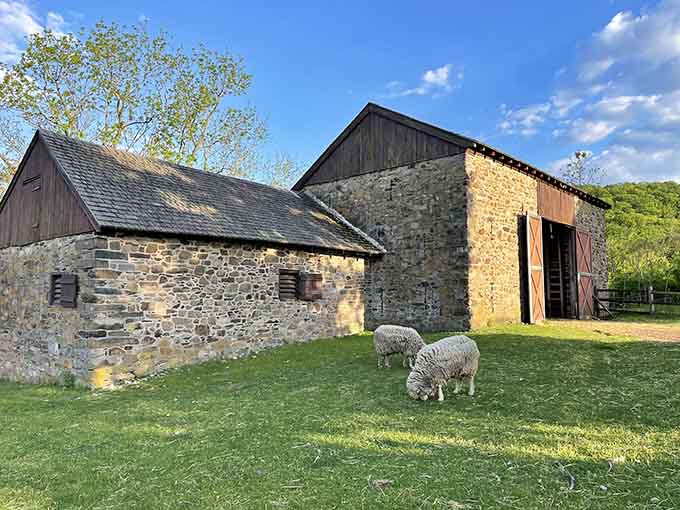 Stone barns and grazing sheep create a pastoral scene that feels like stepping into a Wyeth painting.