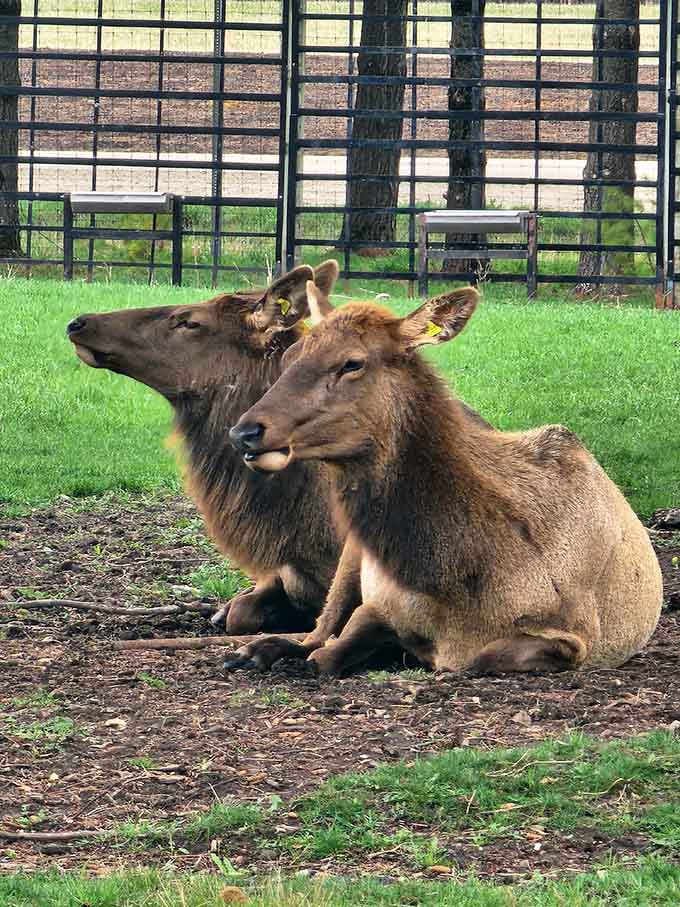 Elk lounging around like they're on a spa day, completely unbothered by your presence.