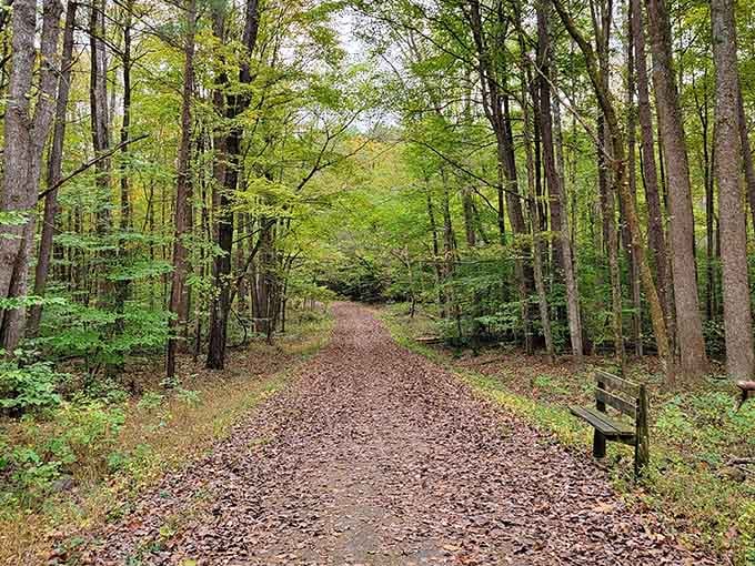 Forest trails like this remind you why people used to actually enjoy walking before treadmills became necessary.