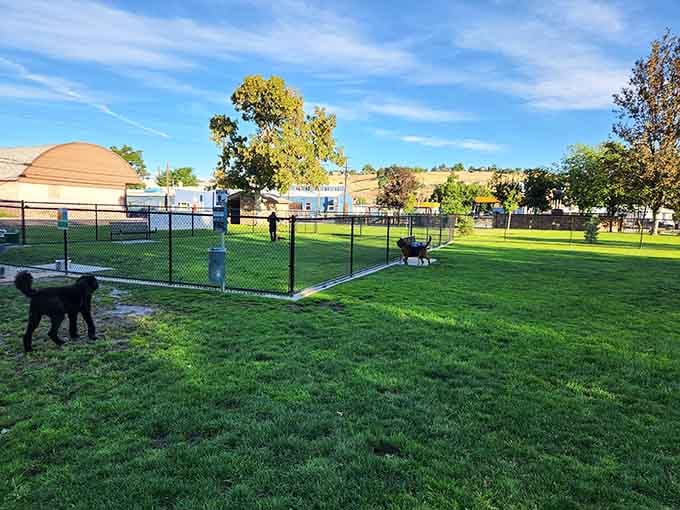 A proper dog park where your furry friend can socialize better than you do at parties.