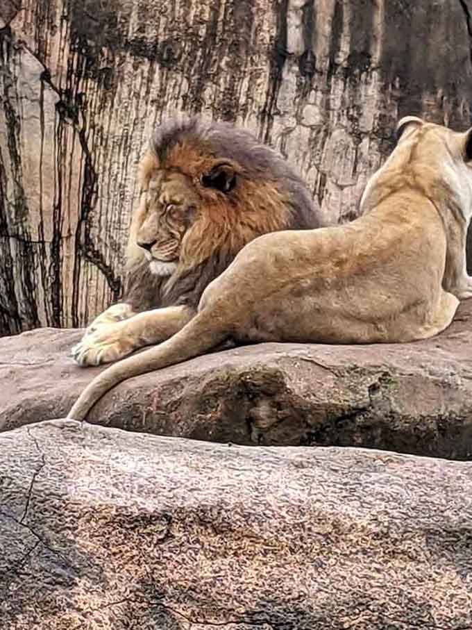 The king of the jungle contemplating whether ruling an empire is worth skipping another afternoon snooze session.