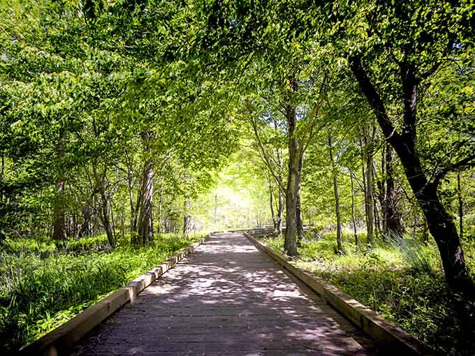 A shaded boardwalk through the forest is basically nature's air-conditioned hallway to paradise.