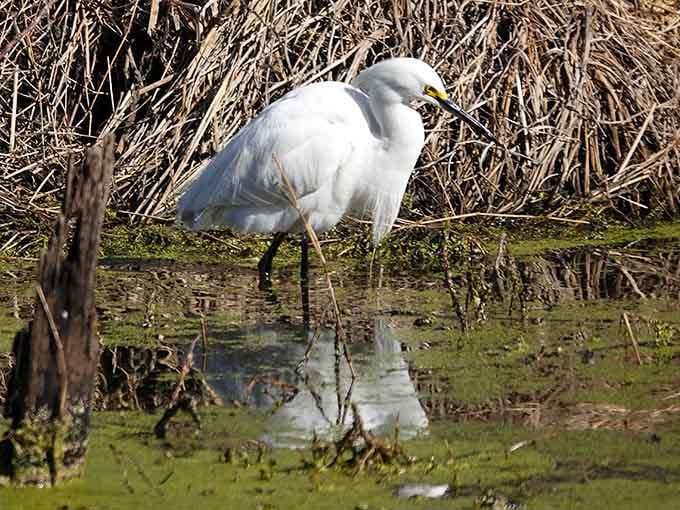 The snowy egret hunts with laser focus, making every fishing show on cable look like amateur hour by comparison.