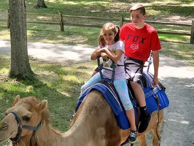 Camel rides offer kids an unforgettable adventure that beats any carnival ride, plus bragging rights at school on Monday.