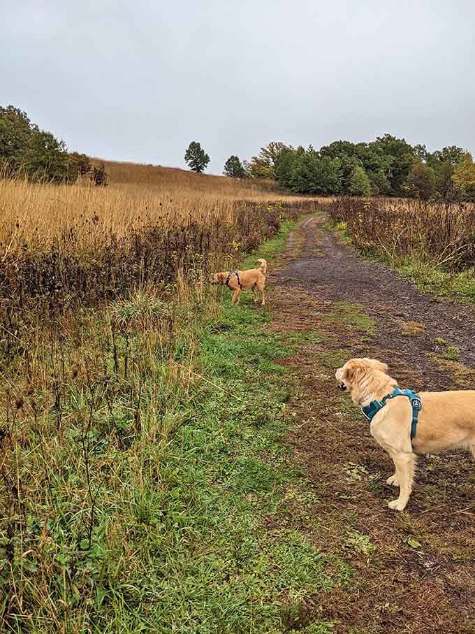 Even dogs know this trail system beats any dog park in the greater Madison area, paws down.