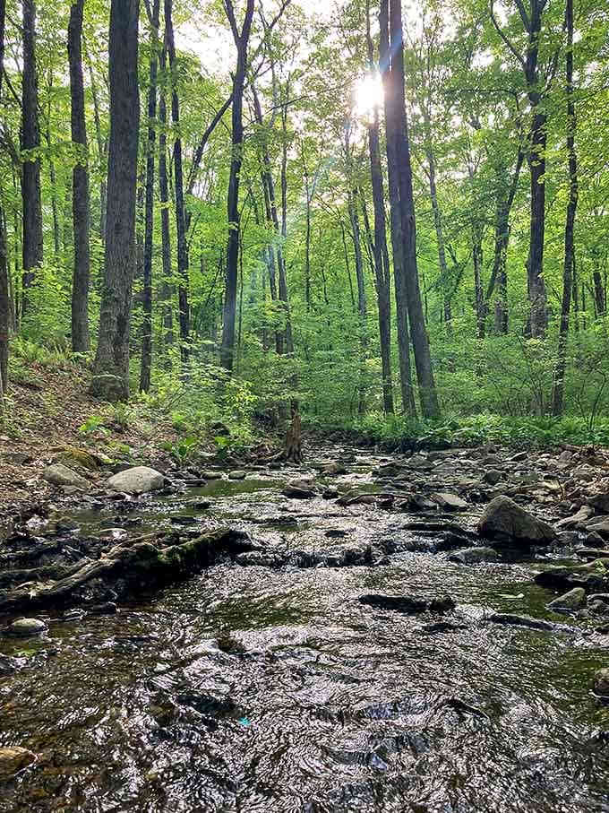 Sunlight dances on the brook's surface while rocks create nature's own obstacle course for the flowing water below.
