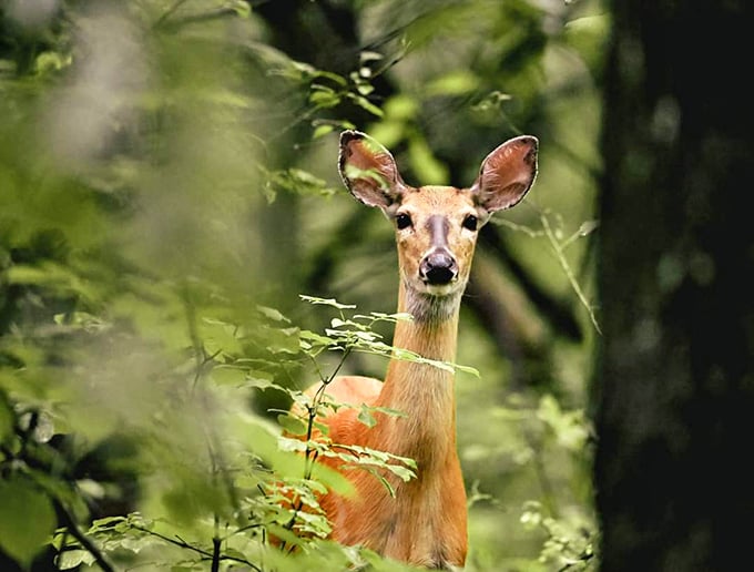 This deer's giving you that "you're in my living room" look, and honestly, fair point.