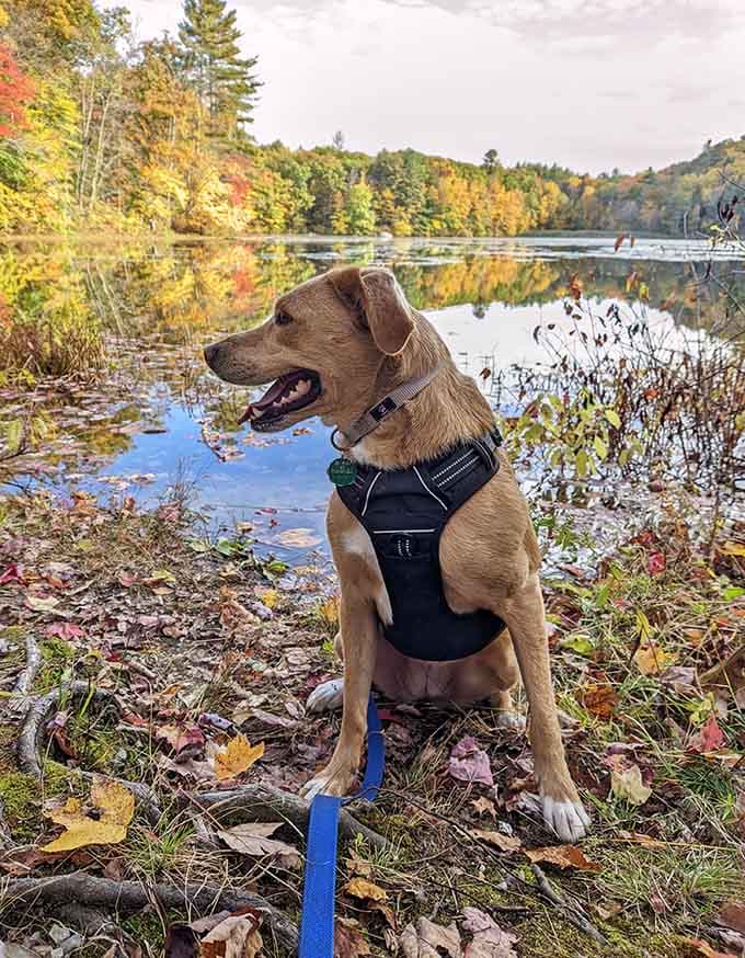 When your hiking buddy has four legs and better trail instincts than most GPS systems combined.