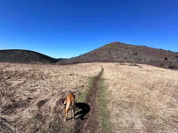 Even four-legged hikers know a good trail when they see one, leading the way through autumn's golden carpet.