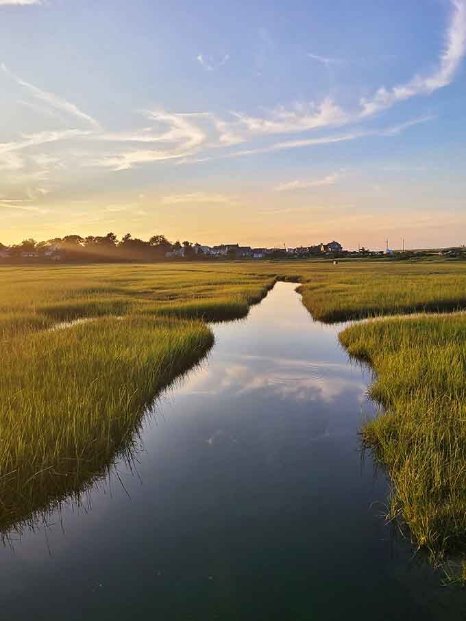 Golden marsh grasses reflecting in still water create a scene so peaceful you'll forget about your email inbox entirely.
