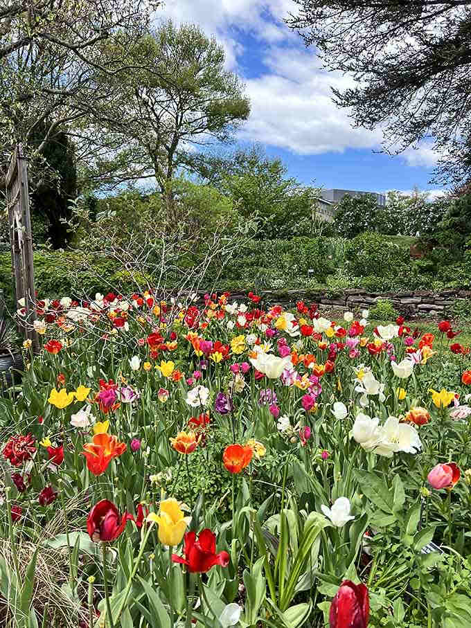 Spring tulips explode in every color imaginable, making your home garden look like it's not even trying.