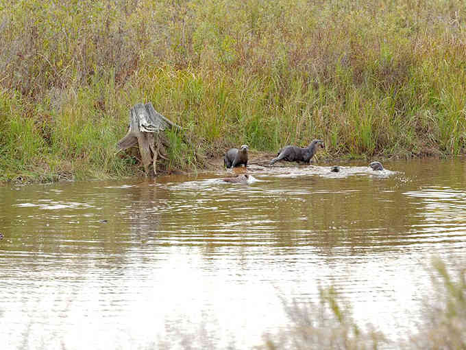 River otters living their best life, proving that playtime isn't just for kids or golden retrievers anymore.