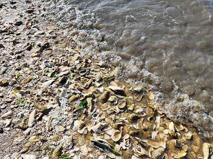 Nature's confetti lines the shore, each piece potentially hiding a fossil millions of years old.