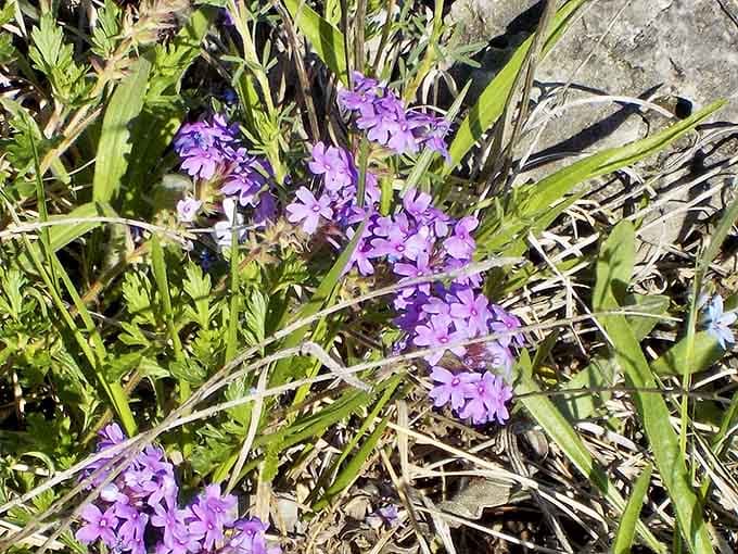Purple wildflowers proving that Missouri spring doesn't need a filter to look absolutely gorgeous.