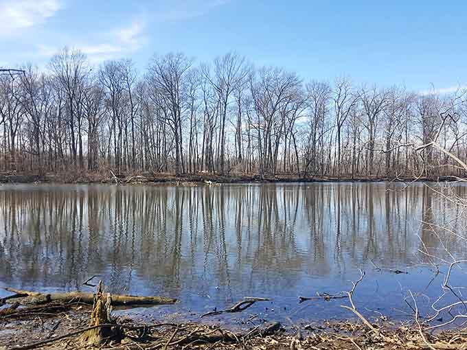 Winter transforms the marsh into a mirror, reflecting bare trees in water so still it's almost meditative.