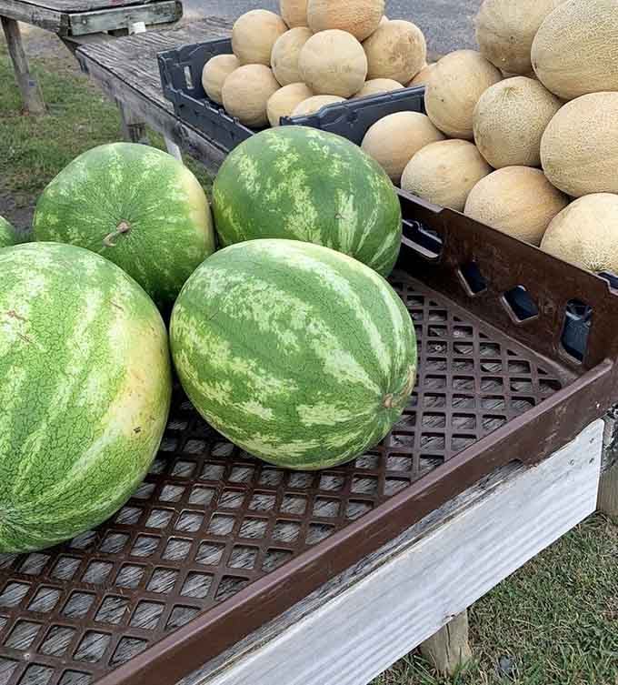 Watermelons and cantaloupes so fresh, they're practically still warm from the summer sun and vine.